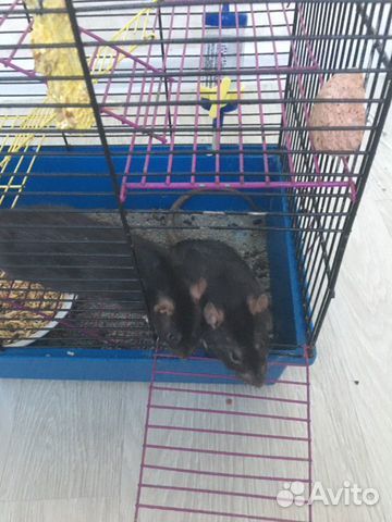 Крыса дамбо с клеткой