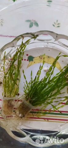 Валиснерия спиральная