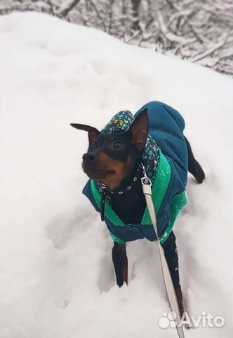 Доберман пинчер