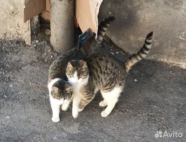 Котята мальчик и девочка