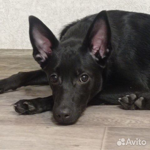 Ищем добрые и ответственные руки для Киры