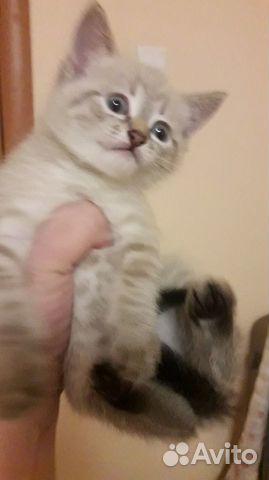 Милые нежные ласковые котята от невской маскарадно