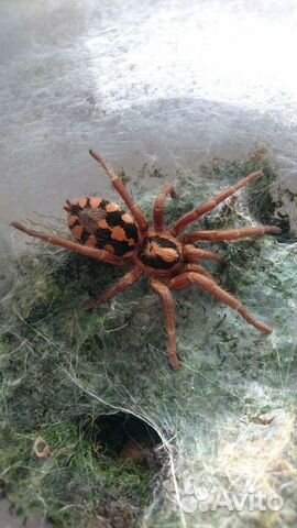 Паук карликовый птицеед Hapalopus sp. "Columbia Gr