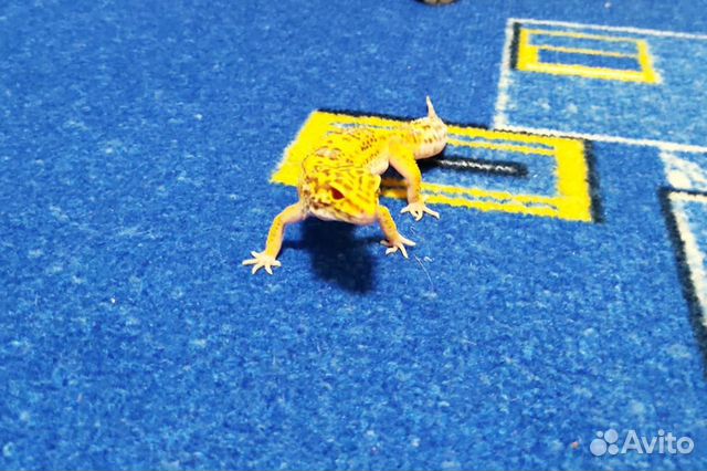 Ящерица Эублефар