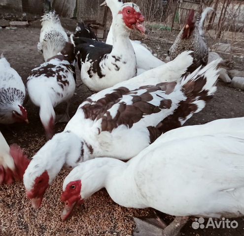 Индоутки на племя