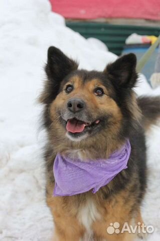 Ежевичка ищет семью