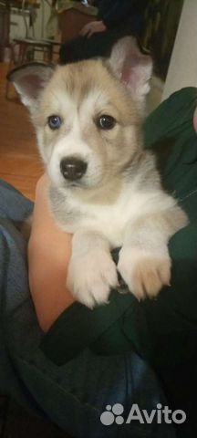 Щенки сибирской хаски