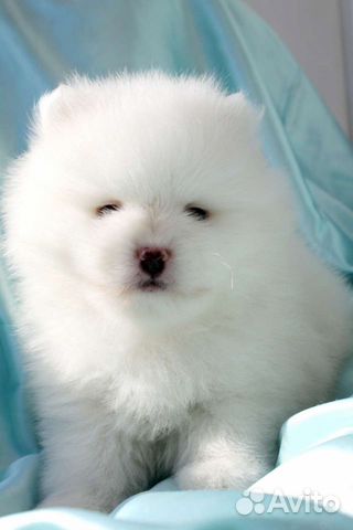Померанский шпиц мини белый (мальчик)