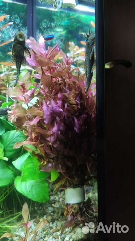 Аквариумные рыбки и растения