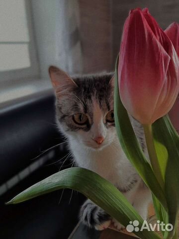 Вязка кошка