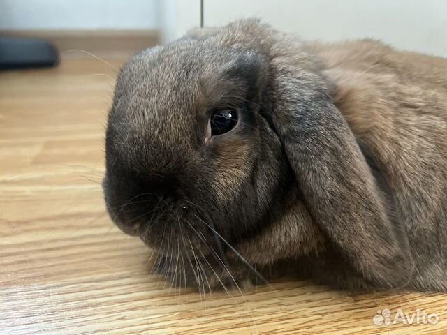 Декоративный кролик ищет дом