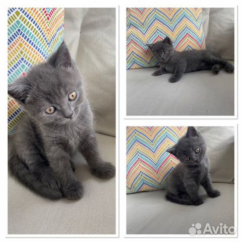 Шотландские котята