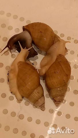 Улитки ахатины