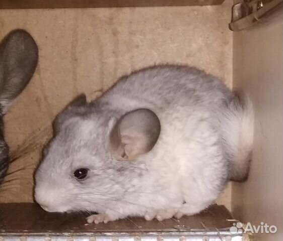 Шиншилленок белый,мальчик 2мес