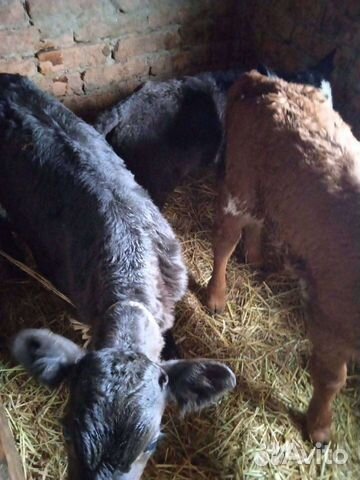 Бычки и телята