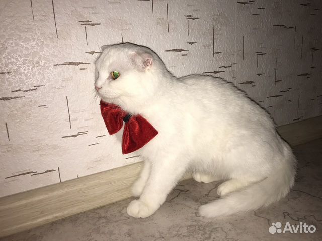 Шотландская вислоухая