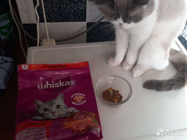 Котик, очень добрый