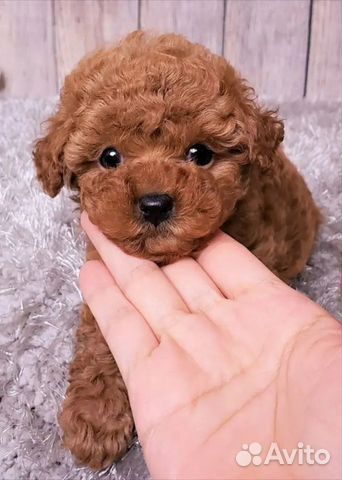 Щенки той пуделя, мини детки