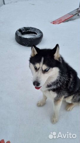 Найдена собака Хаски (кабель)