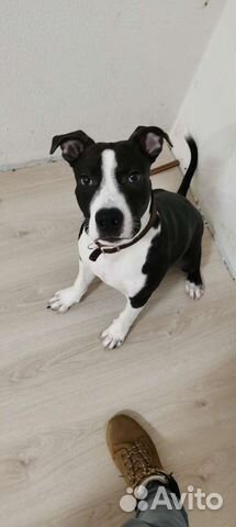 Стаффордширский терьер в добрые руки