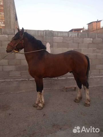 Лошади тяжеловозы