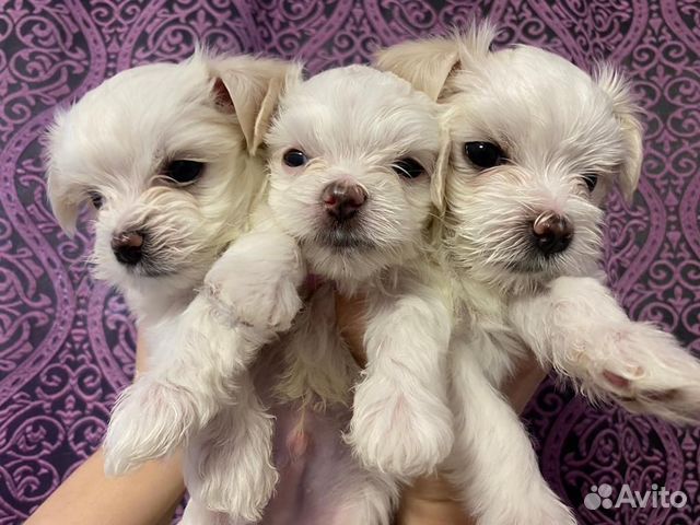 Щенки болонки