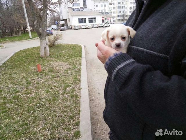 Славные крошки