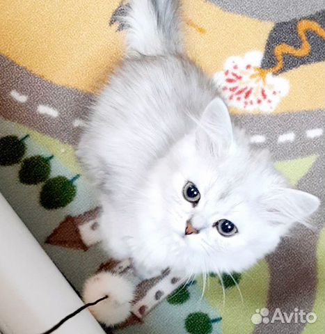 Британская Серебристая Шиншилла котенок