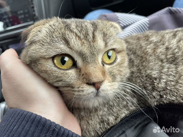 Шотландец / скоттиш фолд
