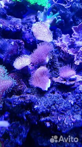 Саркофитон