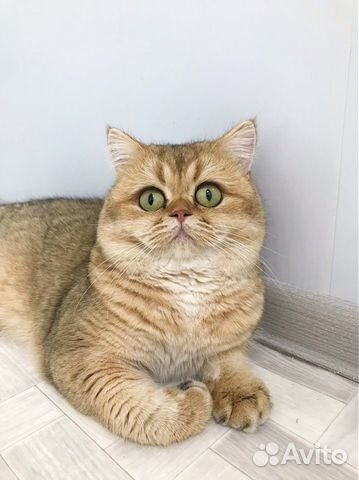 Шикарный котик