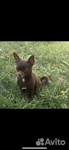 Вязка чихуахуа шоколадный