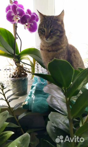 Кошка Тигра в добрые руки