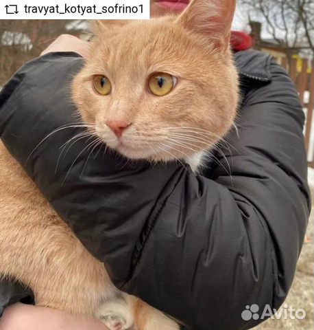 Рыжее чудо возвращают на улицу