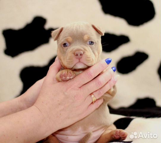 Американский булли покет