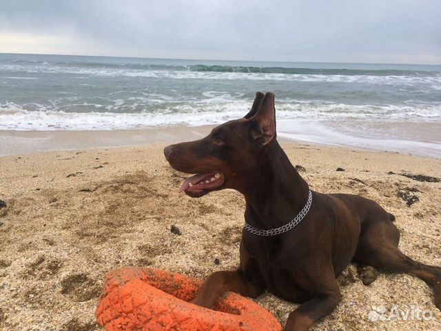 Доберман вязка