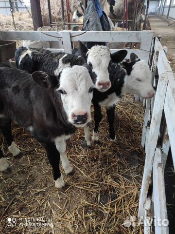 Бычки и телки