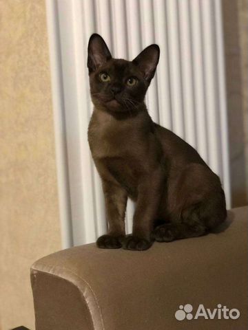 Котята Европейской Бурмы