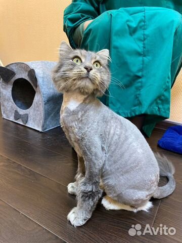 Кот учёный бросил холодный дуб и ищет дом