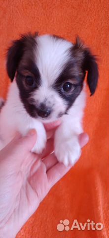 Щенок папийона от лучших производителей породы