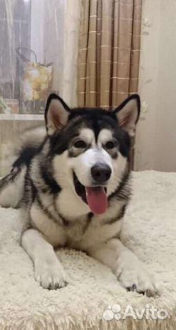 Аляскинский маламут вязка