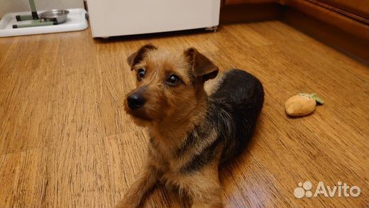 Ищем дом Корице