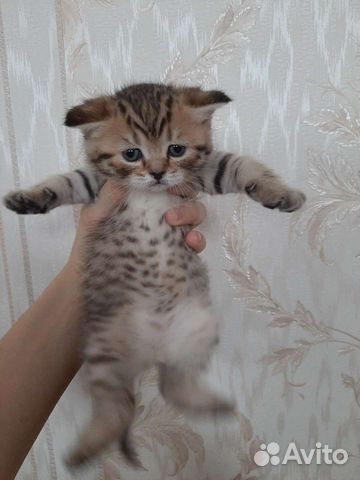 Шотландский вислоухий котёнок