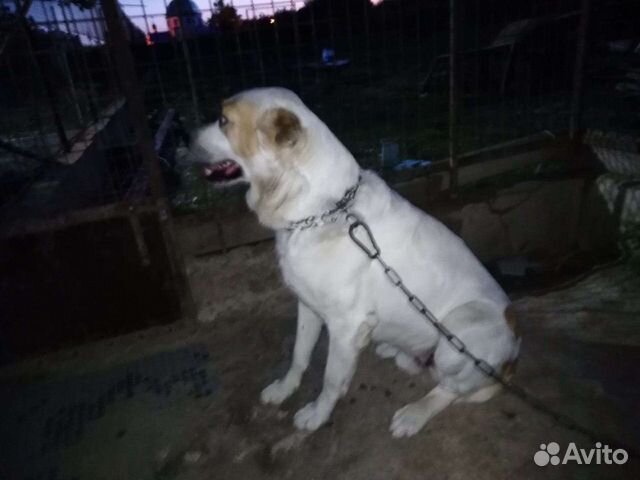 Алабай, ищем девочку для вязки