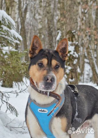 Невероятно обаятельный и игривый метис амстаффа