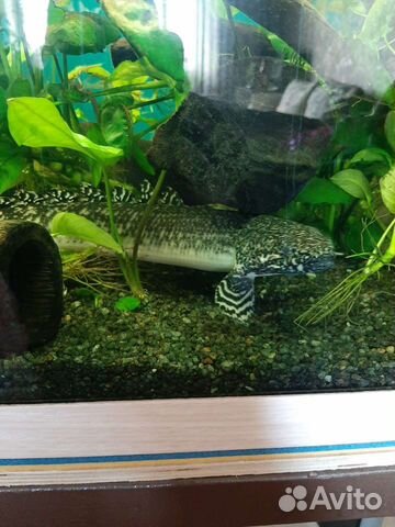 Полиптерус орнатипинис