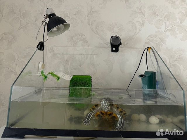 Черепаха красноухая + акватеррариум