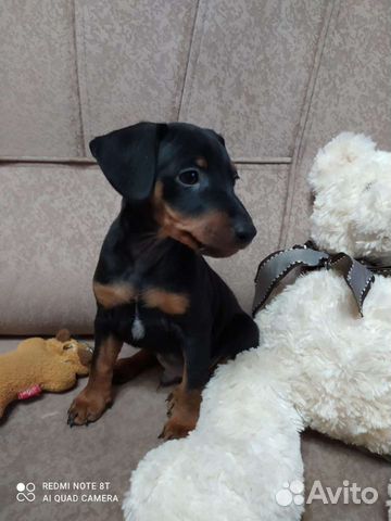 Щенки цвергпинчера