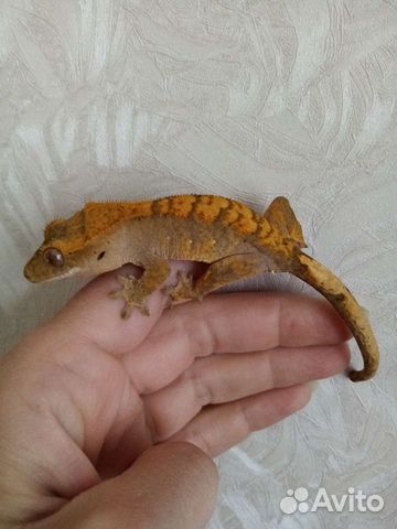 Геккон бананоед