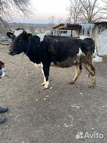Корова стельная дойная